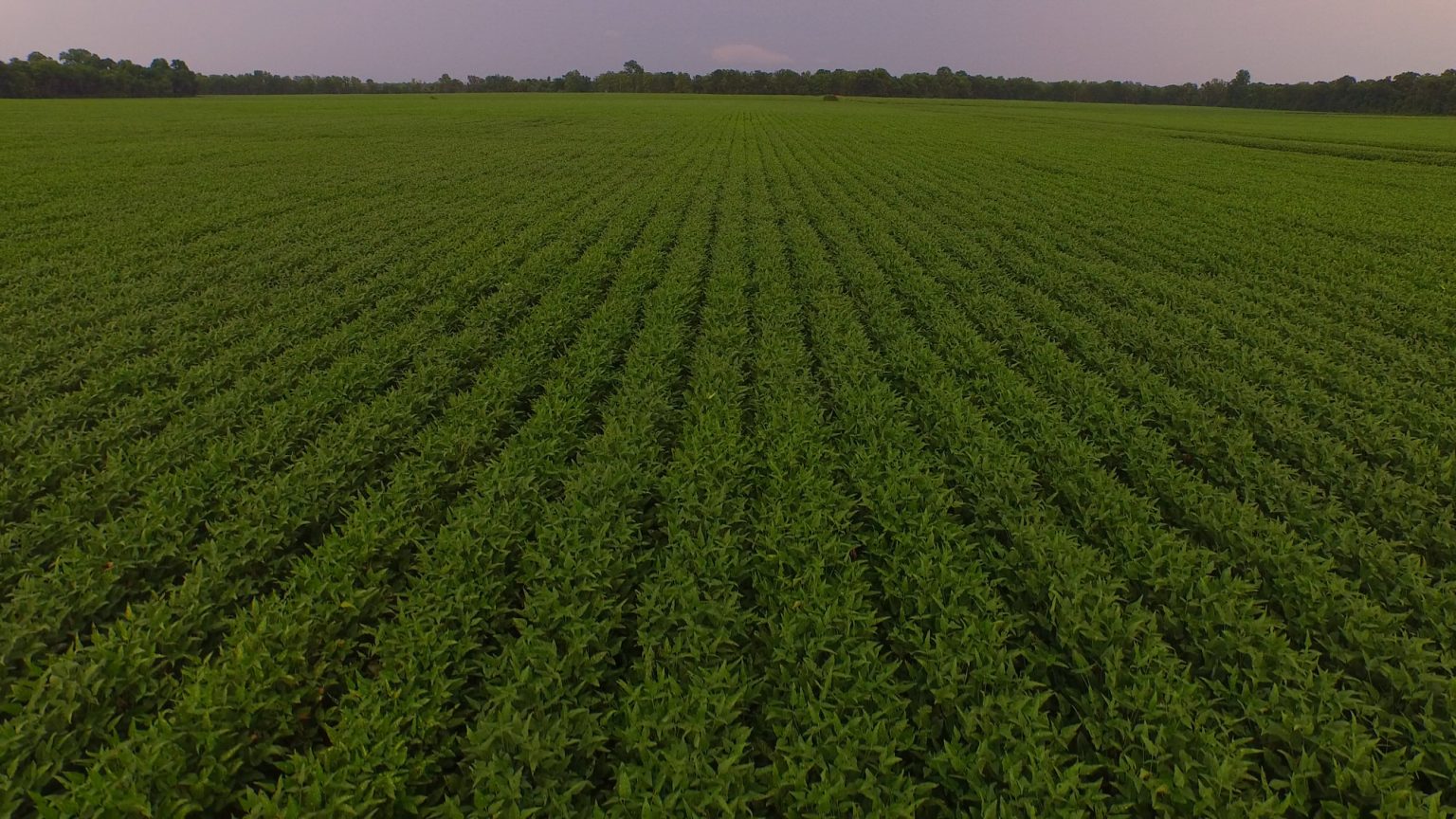 Crop Loans - Louisiana Land Bank