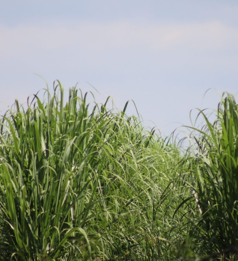 Crop Insurance - Louisiana Land Bank