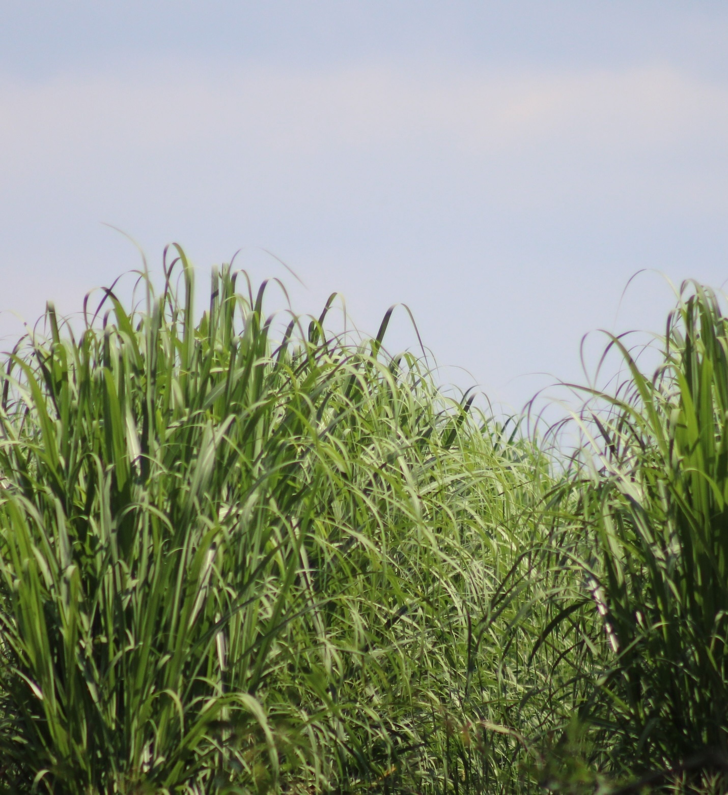 Crop Insurance - Louisiana Land Bank